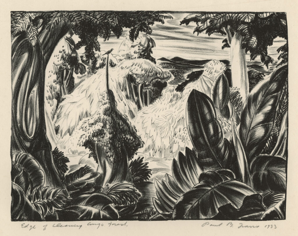 Edge of Clearing, Congo Forest - The Rivolo Collection